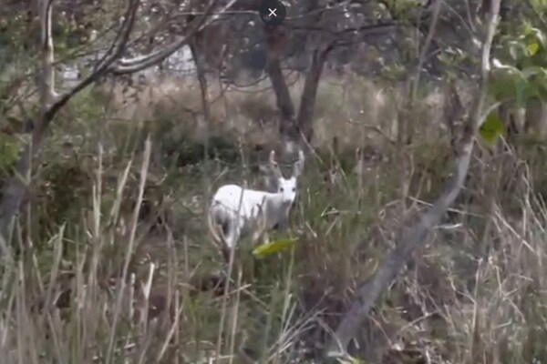 Deer News: Latest Deer News and Updates at News18