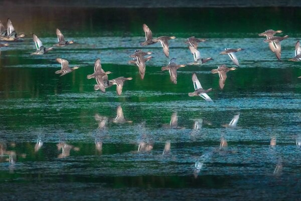 Birds News: Latest Birds News and Updates at News18