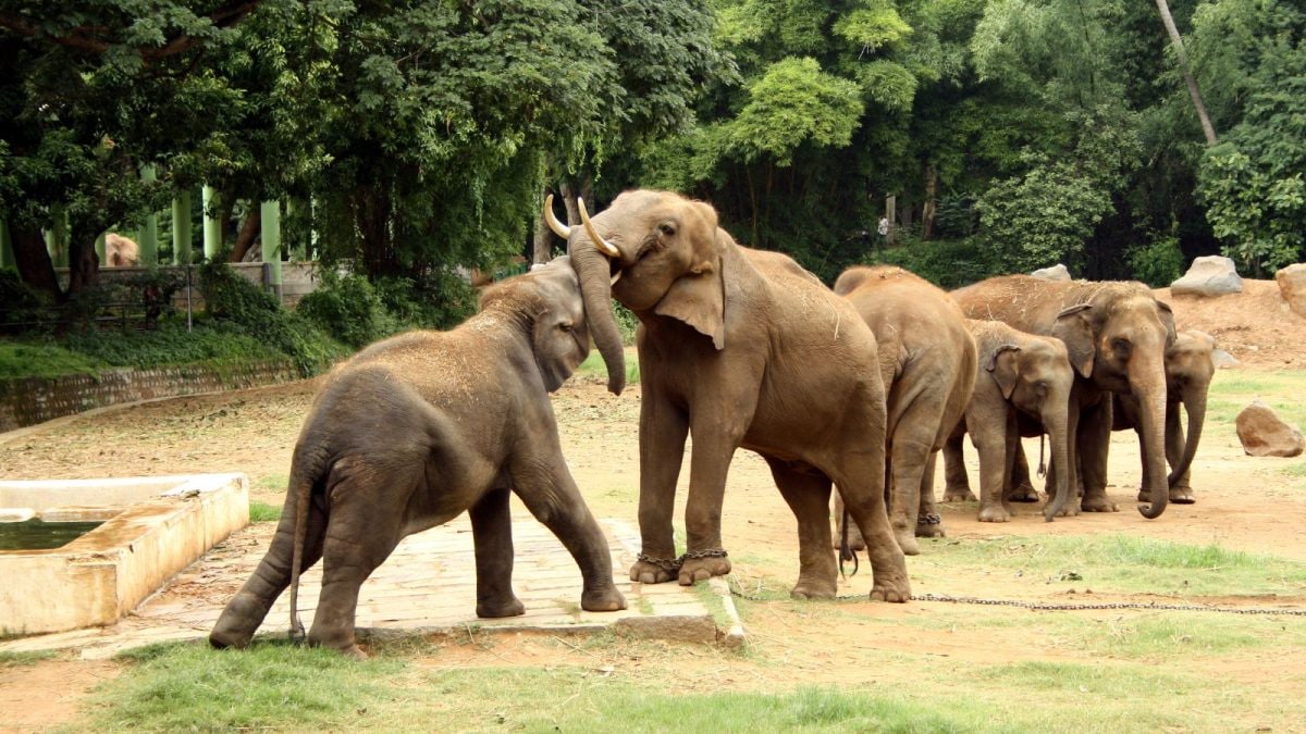 Tourist Dies In Clash Between Two Elephants At Dubare Elephant Camp In ...
