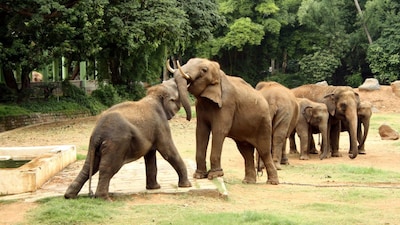 Human Activities Killed 1,653 Elephants In India Since 2009: Report ...