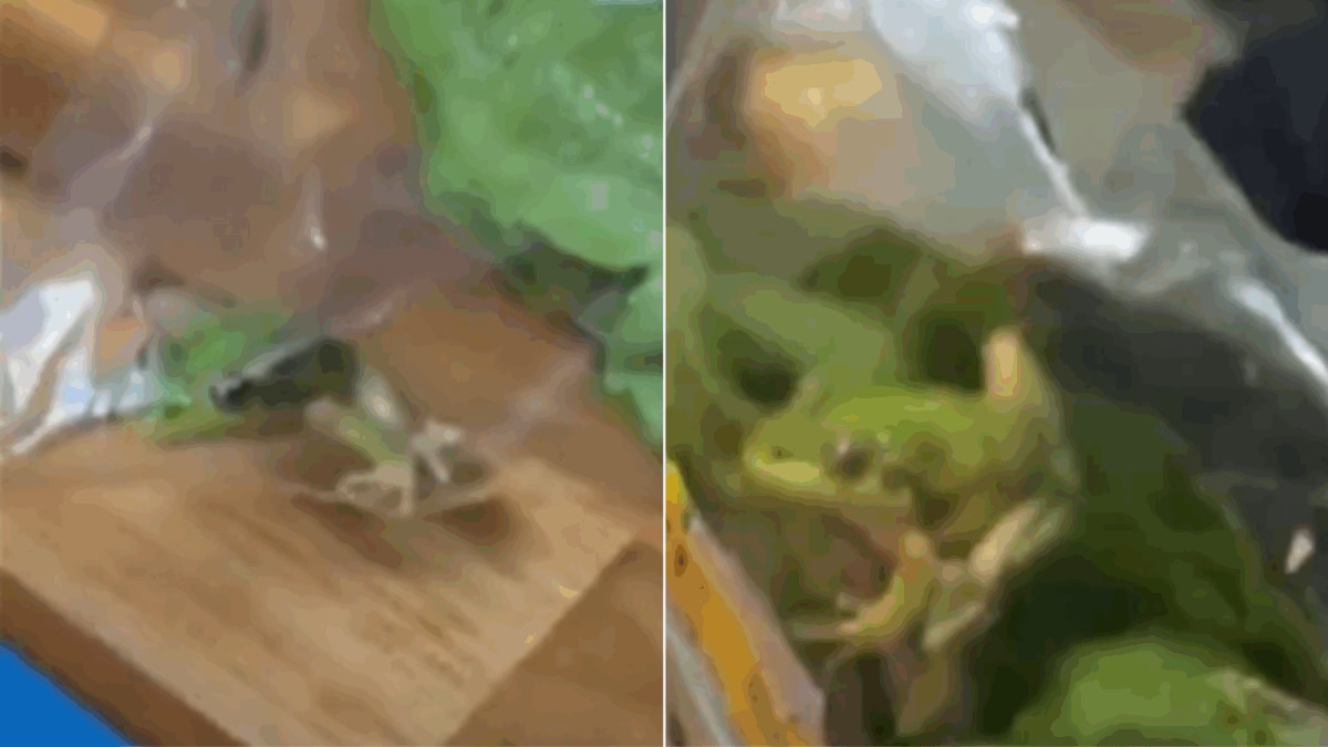 Shocking Find: Live Frog Hidden In Supermarket Lettuce Stuns Australian ...