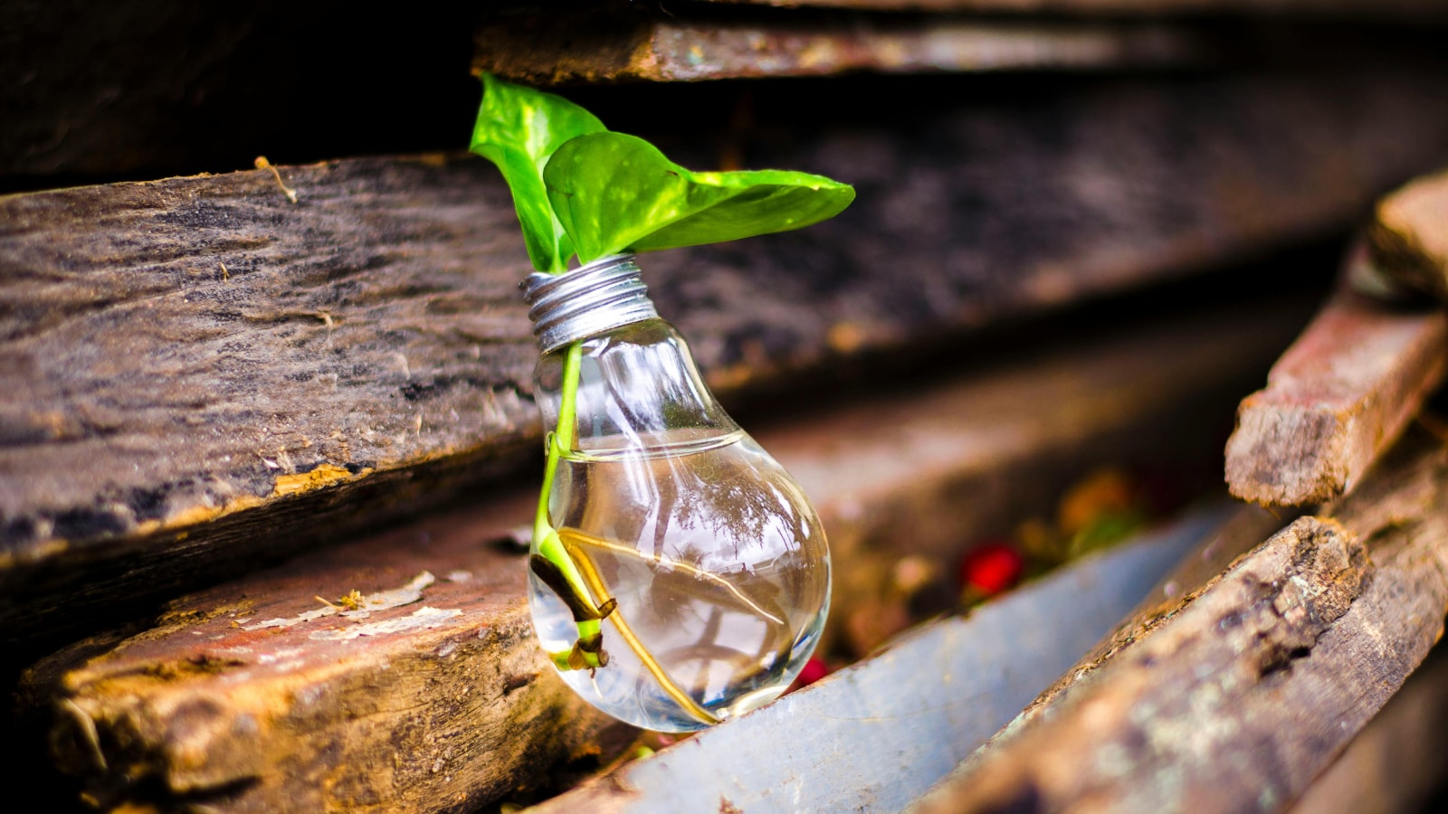 How To Grow Money Plant In Water At Home Within Two-Weeks: A Step-by ...