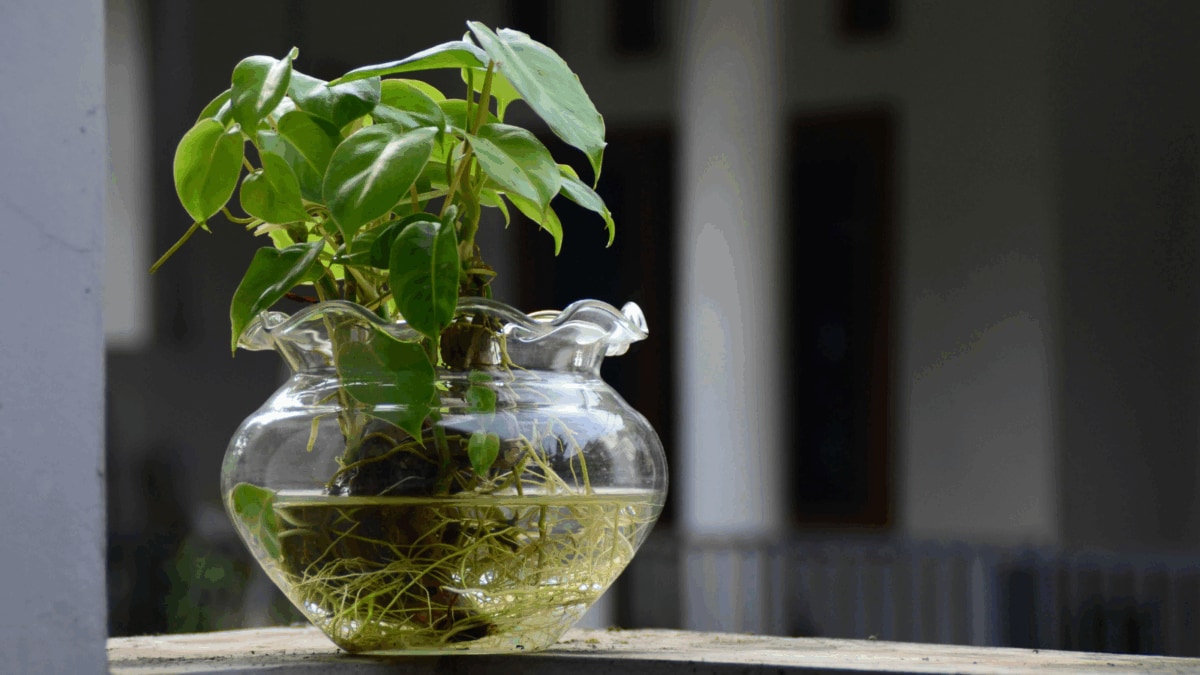 How To Grow Money Plant In Water At Home Within Two-Weeks: A Step-by ...