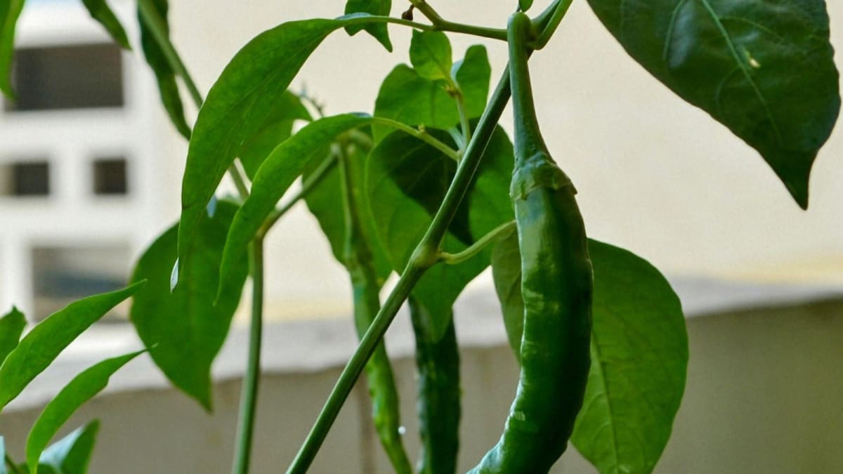 How To Grow Green Chillies In Pots At Home