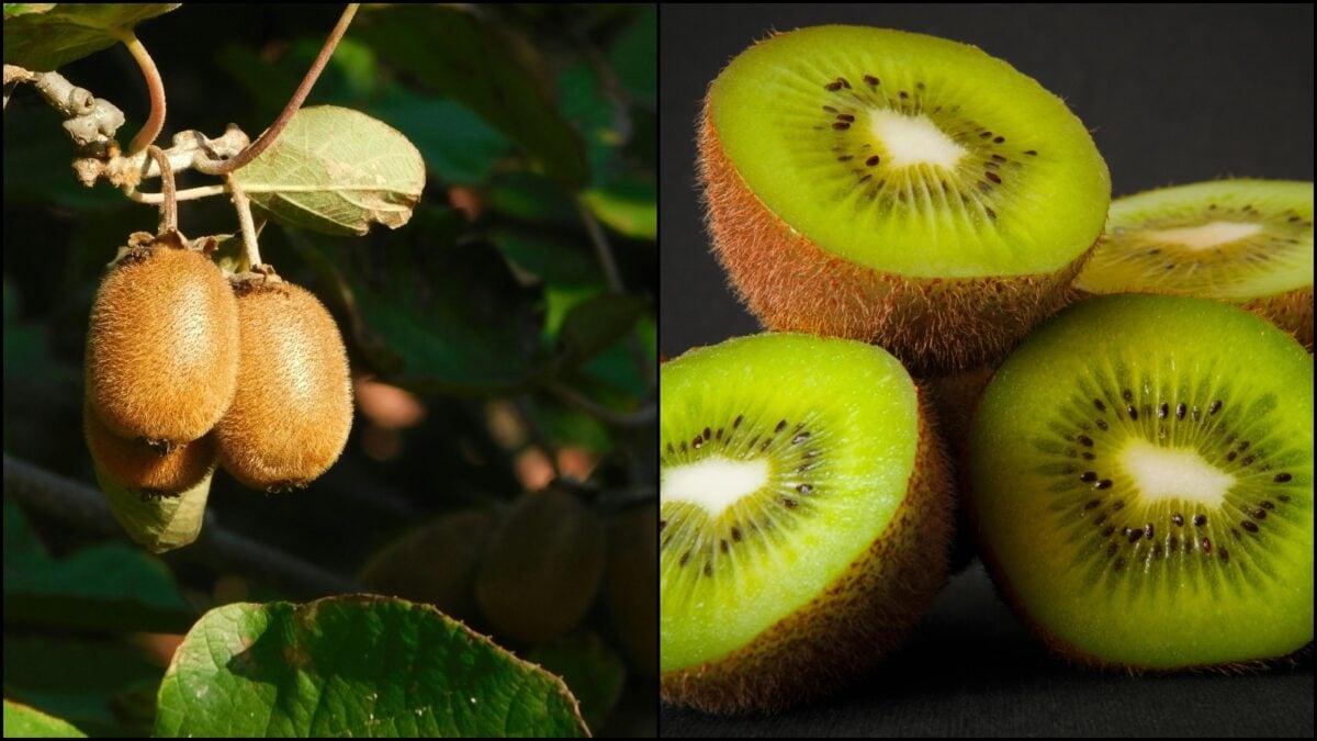 GK: Which Place In India Is Known As The Kiwi Capital Of India?