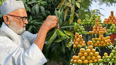 Who Is India’s Mango Man? Genius Who Grows Over 300 Mango Varieties On ...