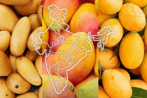 Mango News: Latest Mango News and Updates at News18