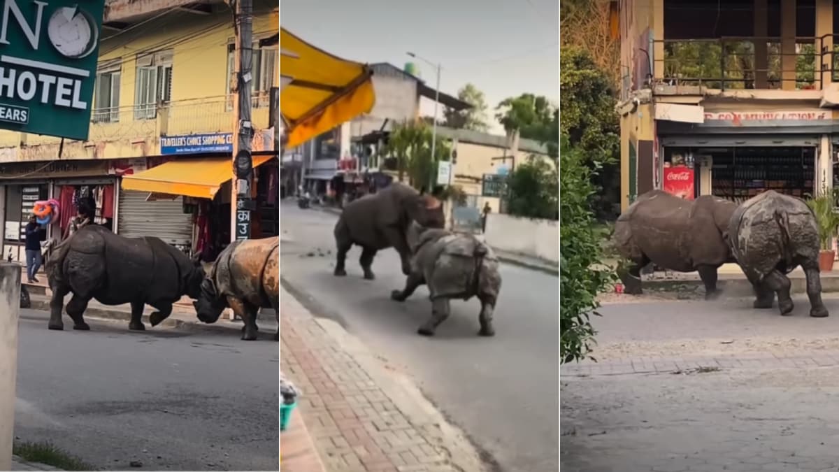‘Once In A Lifetime Sighting’: Two Rhinos Locked Horns In The Middle Of ...