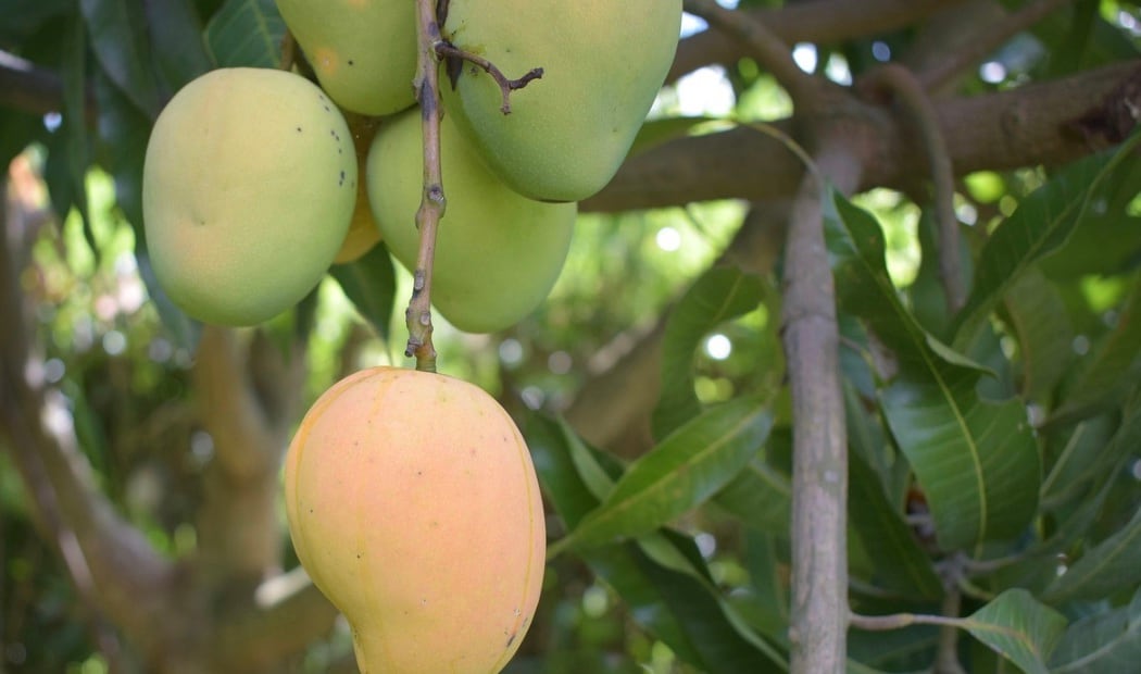 Which Indian City Is Known As The Mango Capital Of The World?