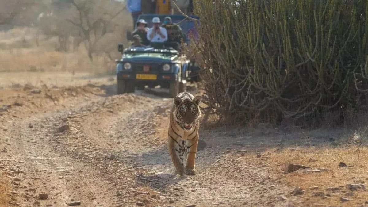 From Kanha To Pench: Best National Parks In Madhya Pradesh To See ...