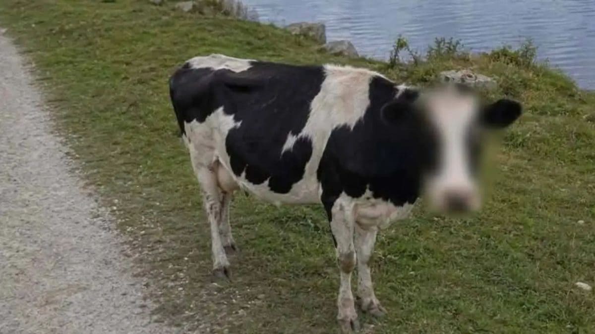 ‘Protecting Privacy?’ Internet Reacts As Google Maps Blurs Cow’s Face ...
