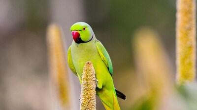 The Parrot That Became A Witness: How One Repeated Phrase Helped Police ...