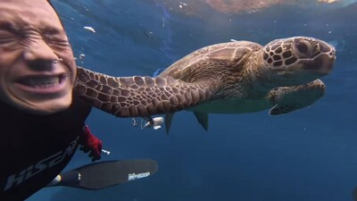 Diver Says Sea Turtle Kept Following And ‘Slapping’ Him, Video Goes ...