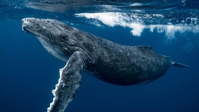 Beluga whale NOC mimicked human speech at US Navy facility | Viral News ...
