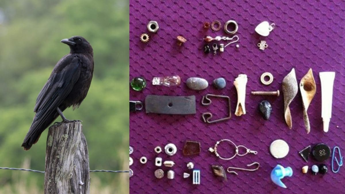 Seattle girl Gabi Mann receives years of mysterious gifts from crows ...
