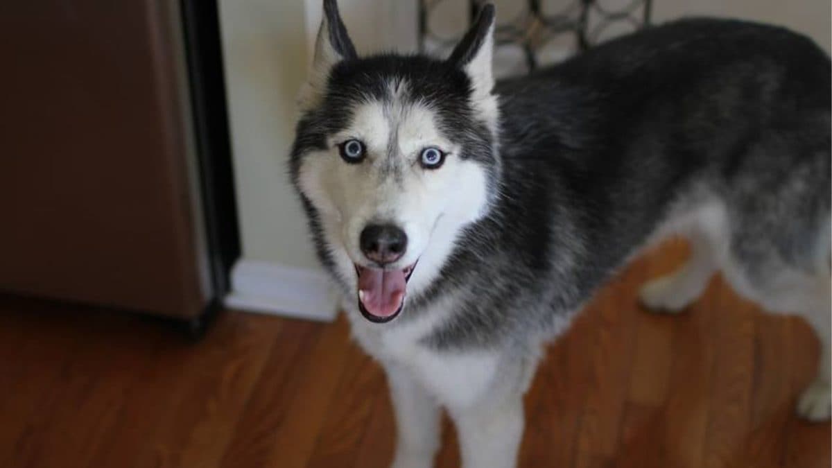 The Husky That Seemed To Say ‘I Love You’ And Became A Viral Internet ...