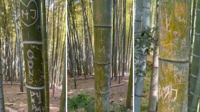 ‘Japan Is Being Destroyed’: Video Shows Bamboo Trees Covered In ...