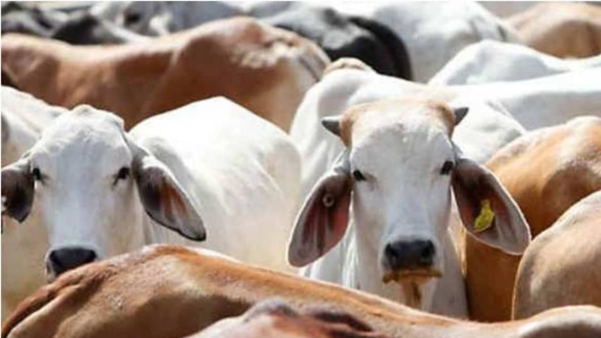 West Bengal Govt Announces Enforcement Of Cow Slaughter Law, Crackdown ...