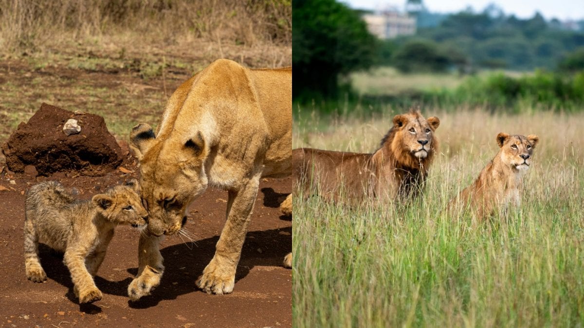 Which Place Is Known As The Wildlife Capital Of The World?