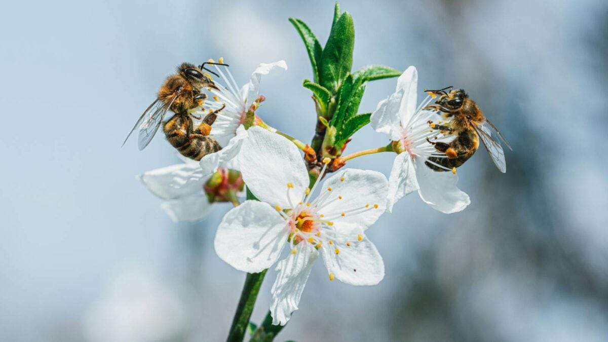 World Bee Day 2026: 10 Amazing Facts About Bees You Probably Didn’t Know
