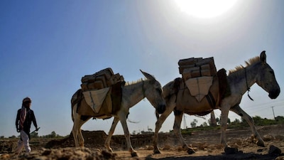 China's Craze To Stay Youthful Is Driving Donkeys To Extinction. Can ...