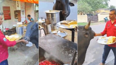 Bull Gets Personal Dosa Service At Busy Street Corner, Viral Video Has ...