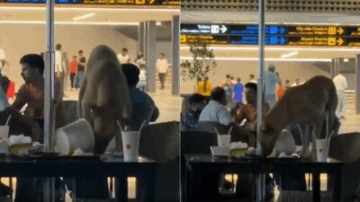 Hyderabad Airport's Viral Dog Video — And A Nation Still Fighting Over ...