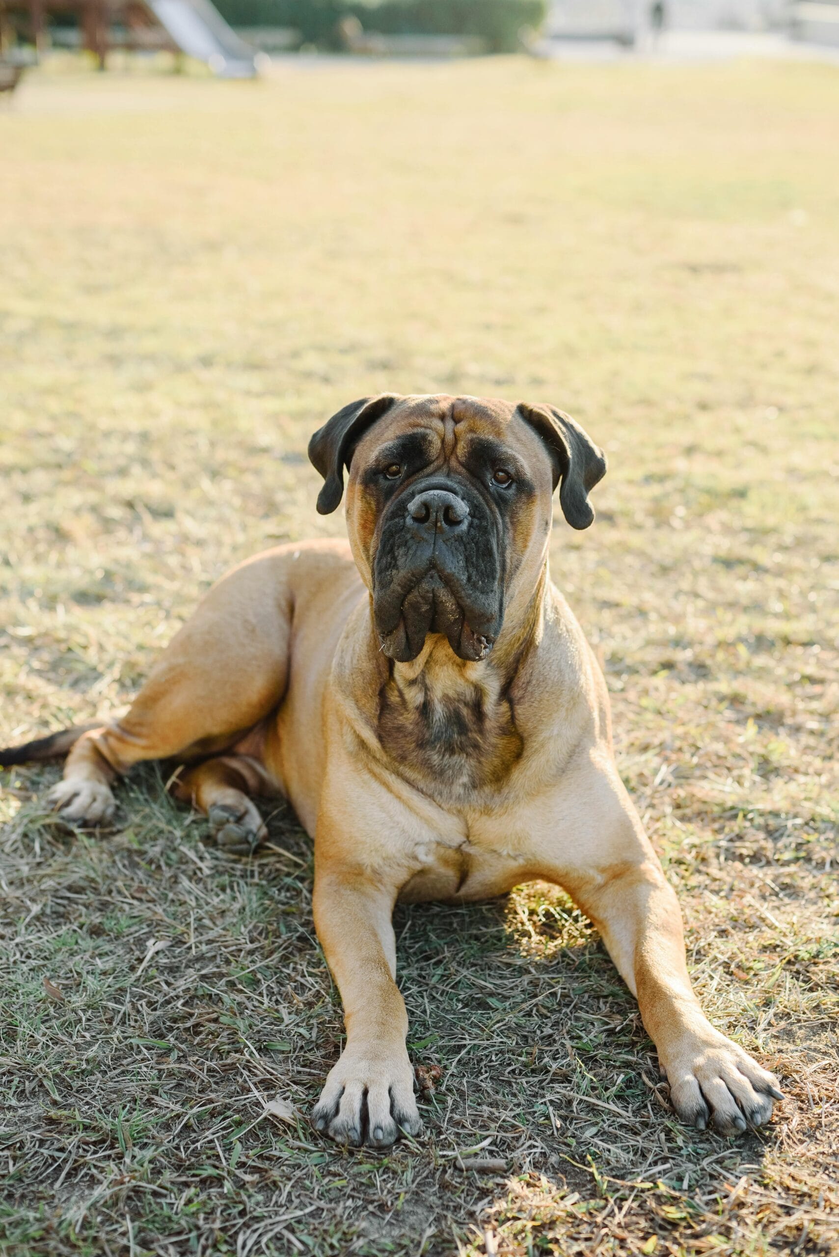 7 Protective Dog Breeds That Are Ideal For Families With Kids