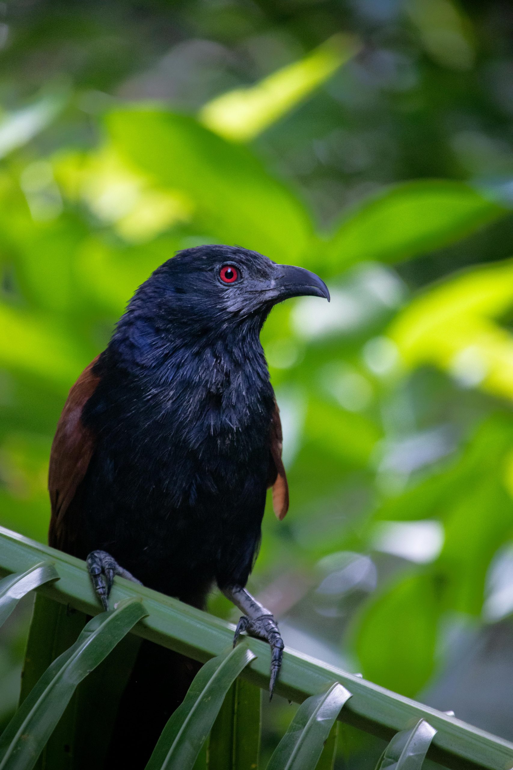 8 Bird Species You Are Likely To Spot In India In Summer