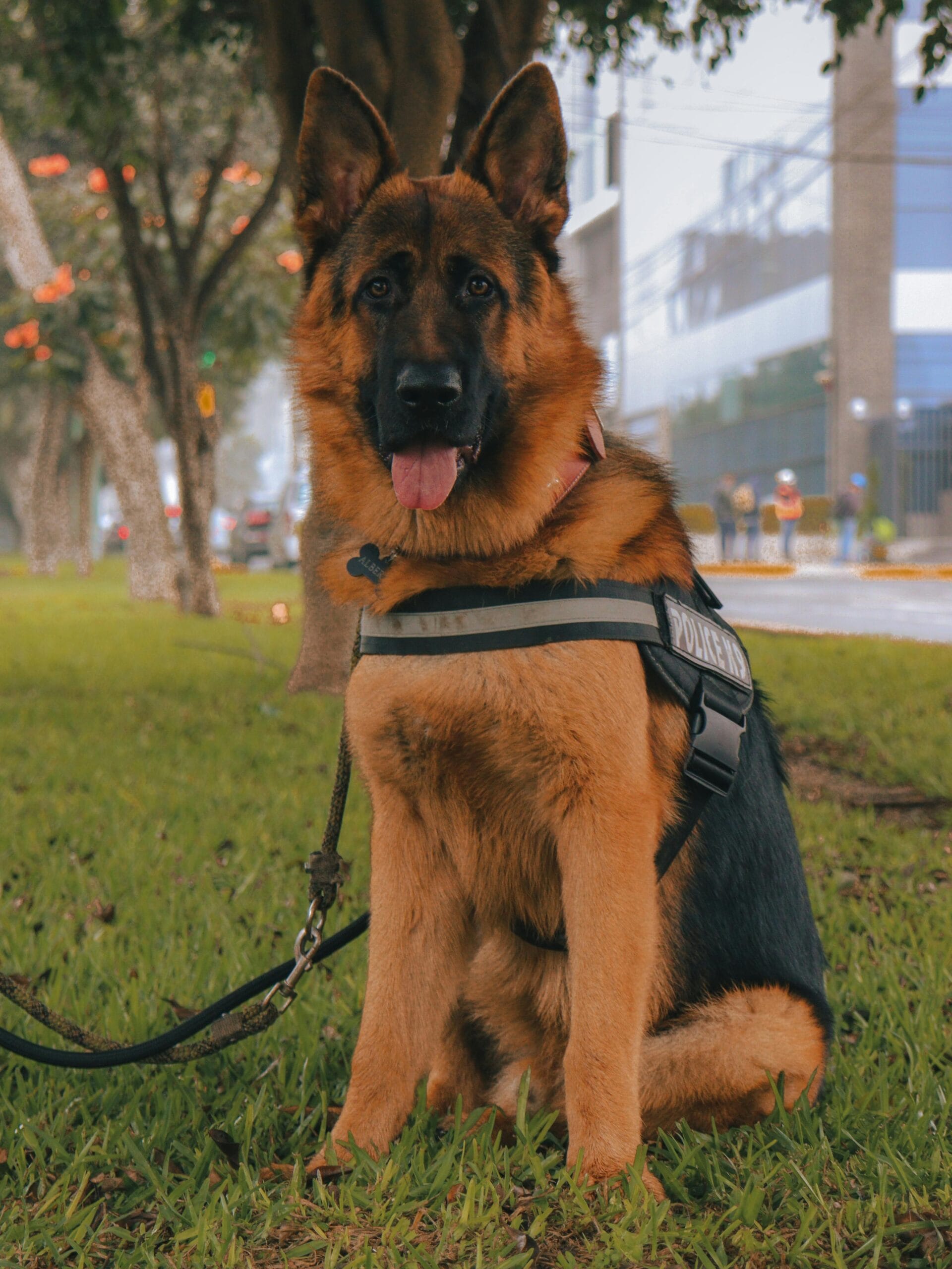 7 Protective Dog Breeds That Are Ideal For Families With Kids