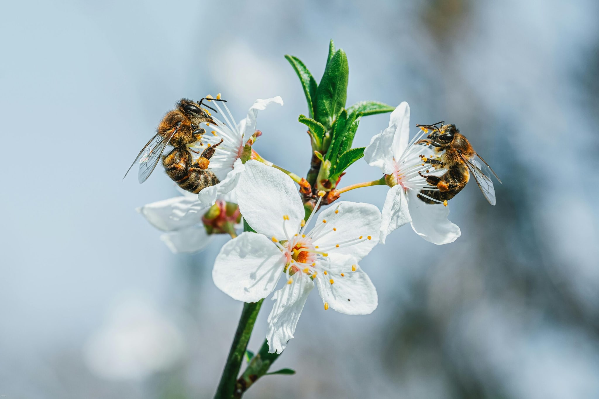 World Bee Day 2026: 10 Amazing Facts About Bees You Probably Didn’t Know