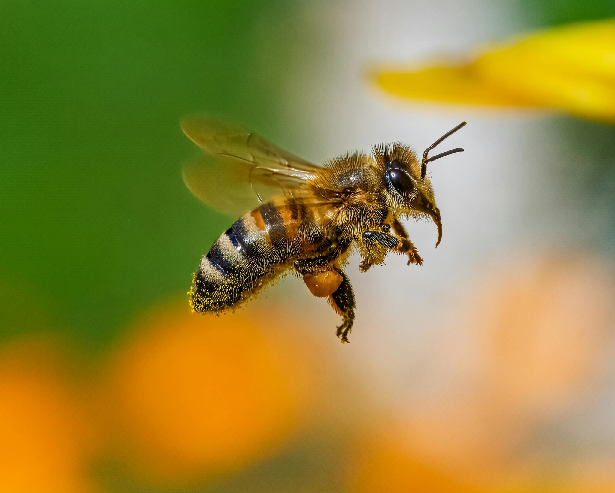 World Bee Day 2026: 10 Amazing Facts About Bees You Probably Didn’t Know