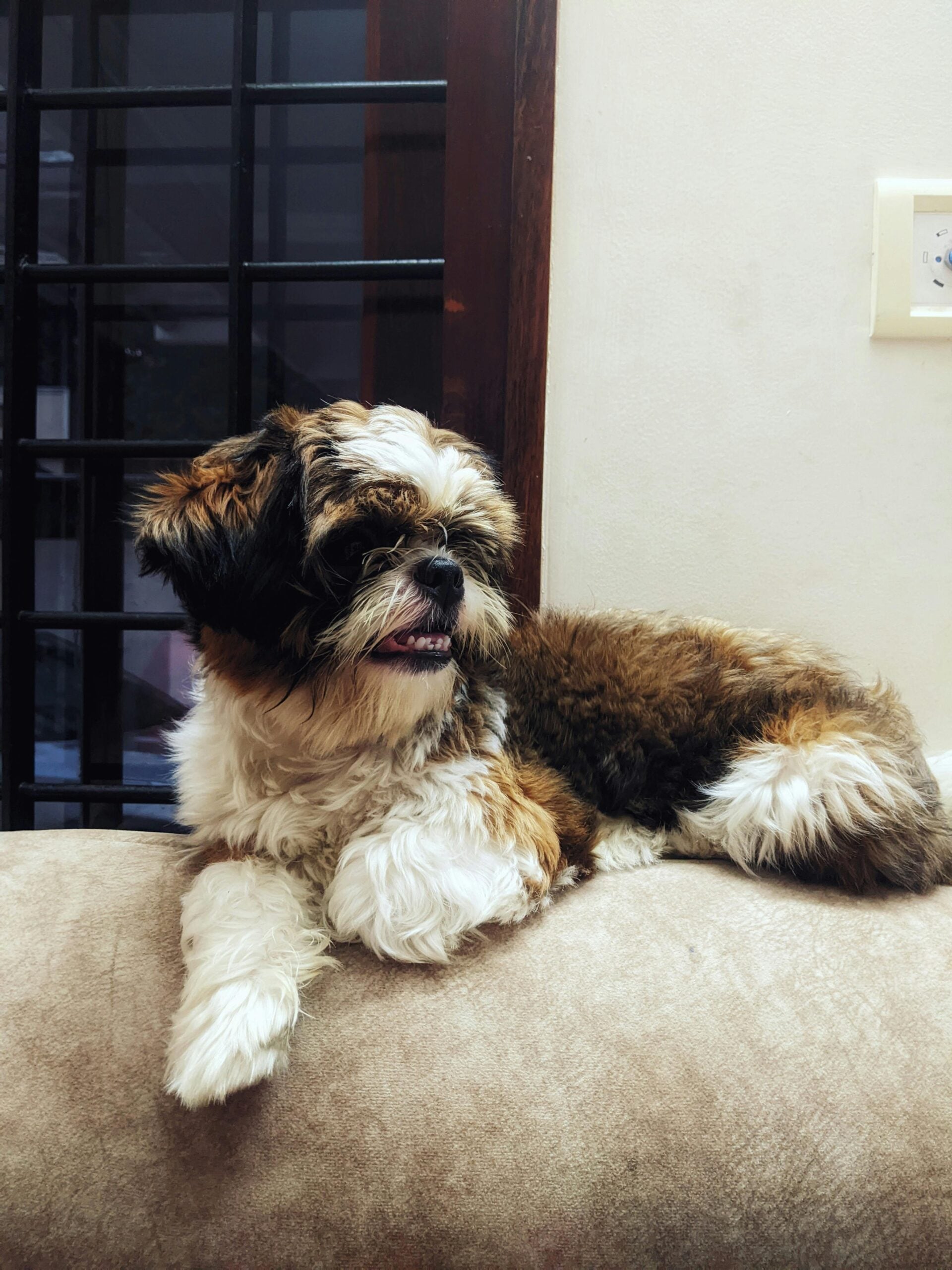 10 Cutest Dog Breeds Best For Indian Homes