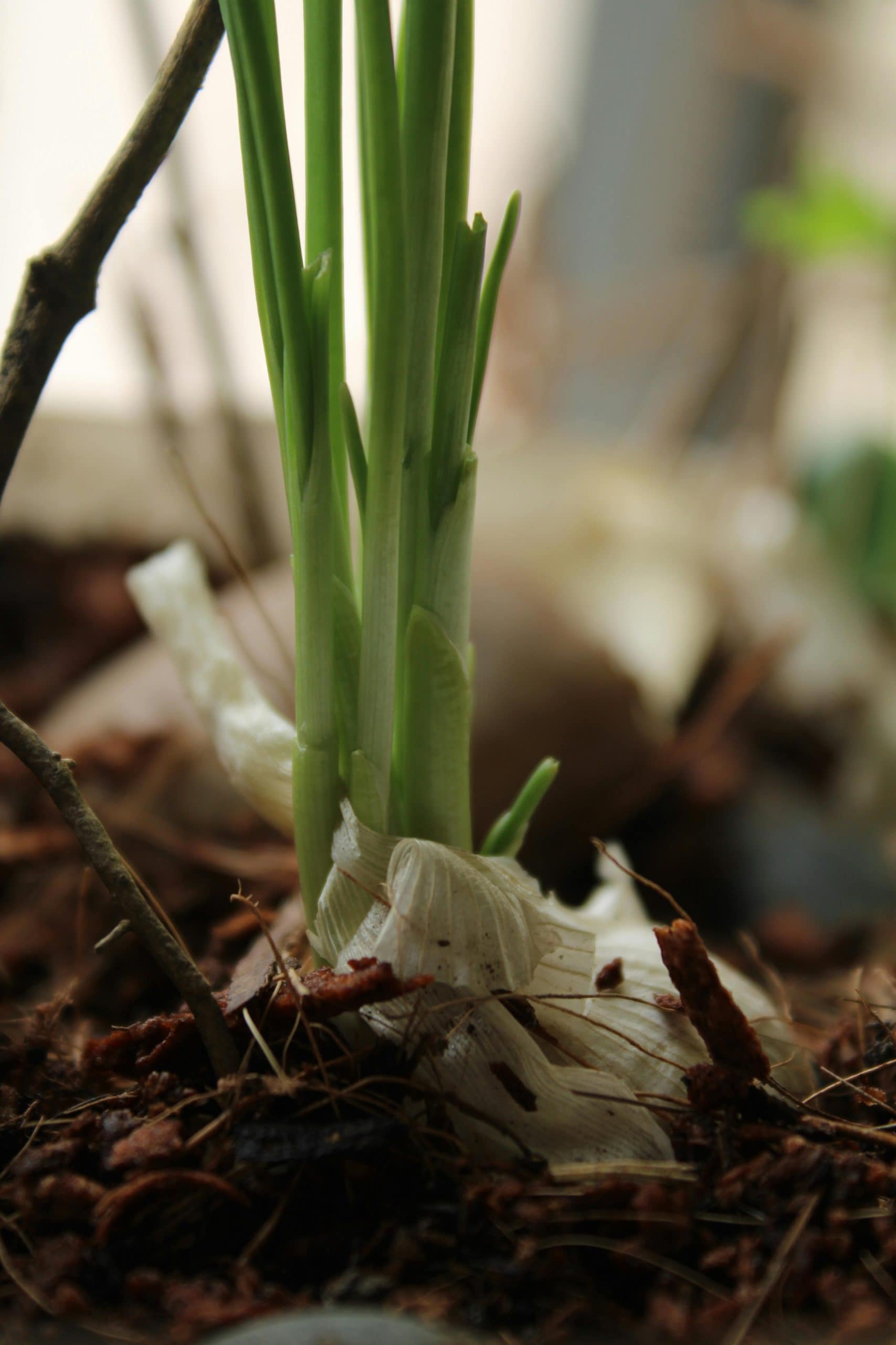 10 Plants That Will Protest Your Home From Snakes