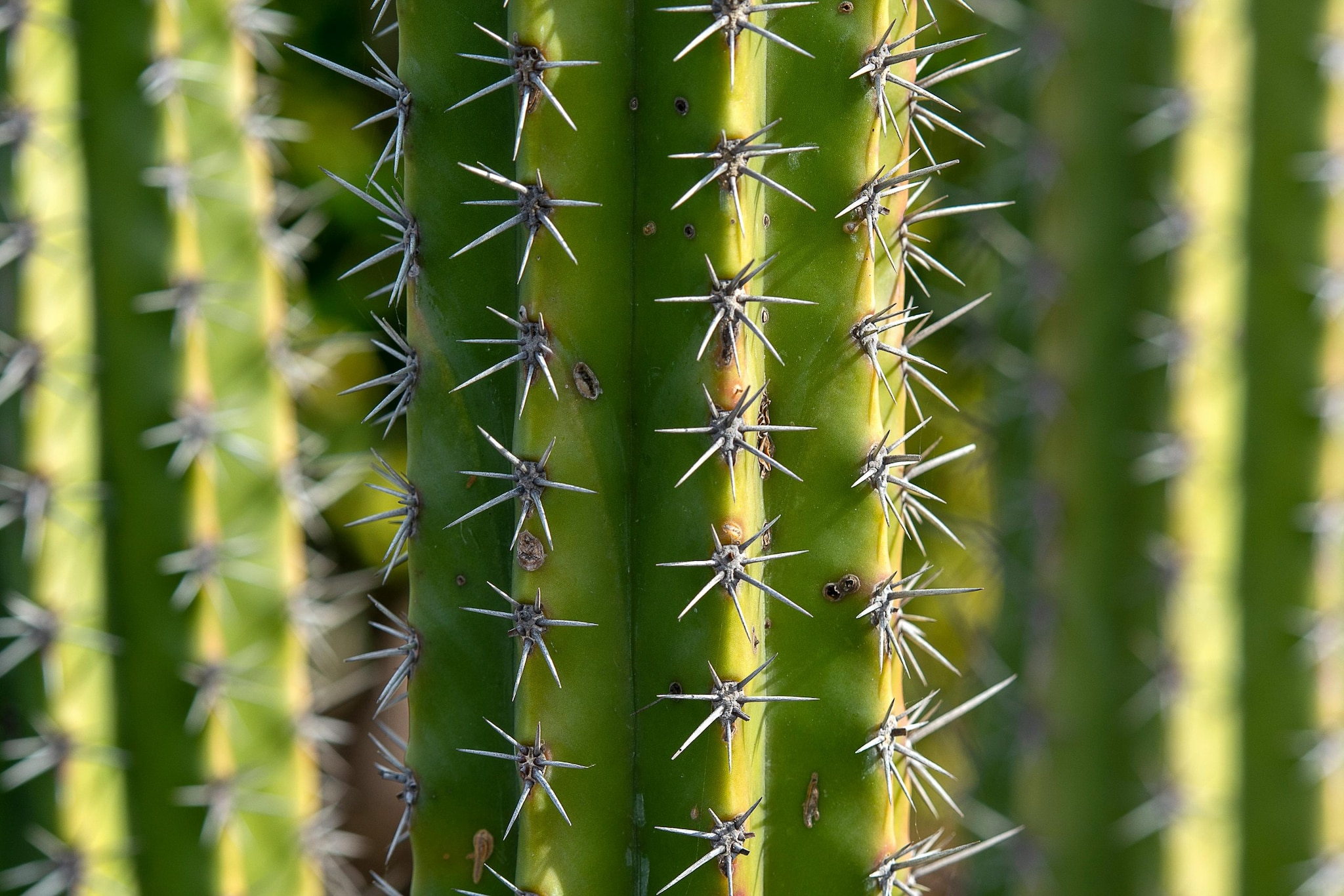 10 Plants That Will Protest Your Home From Snakes