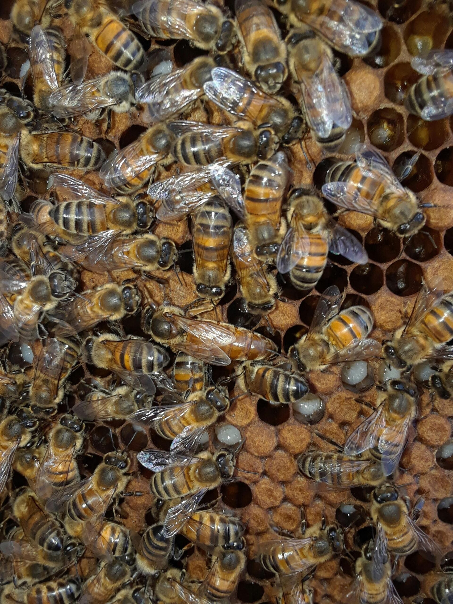 World Bee Day 2026: 10 Amazing Facts About Bees You Probably Didn’t Know
