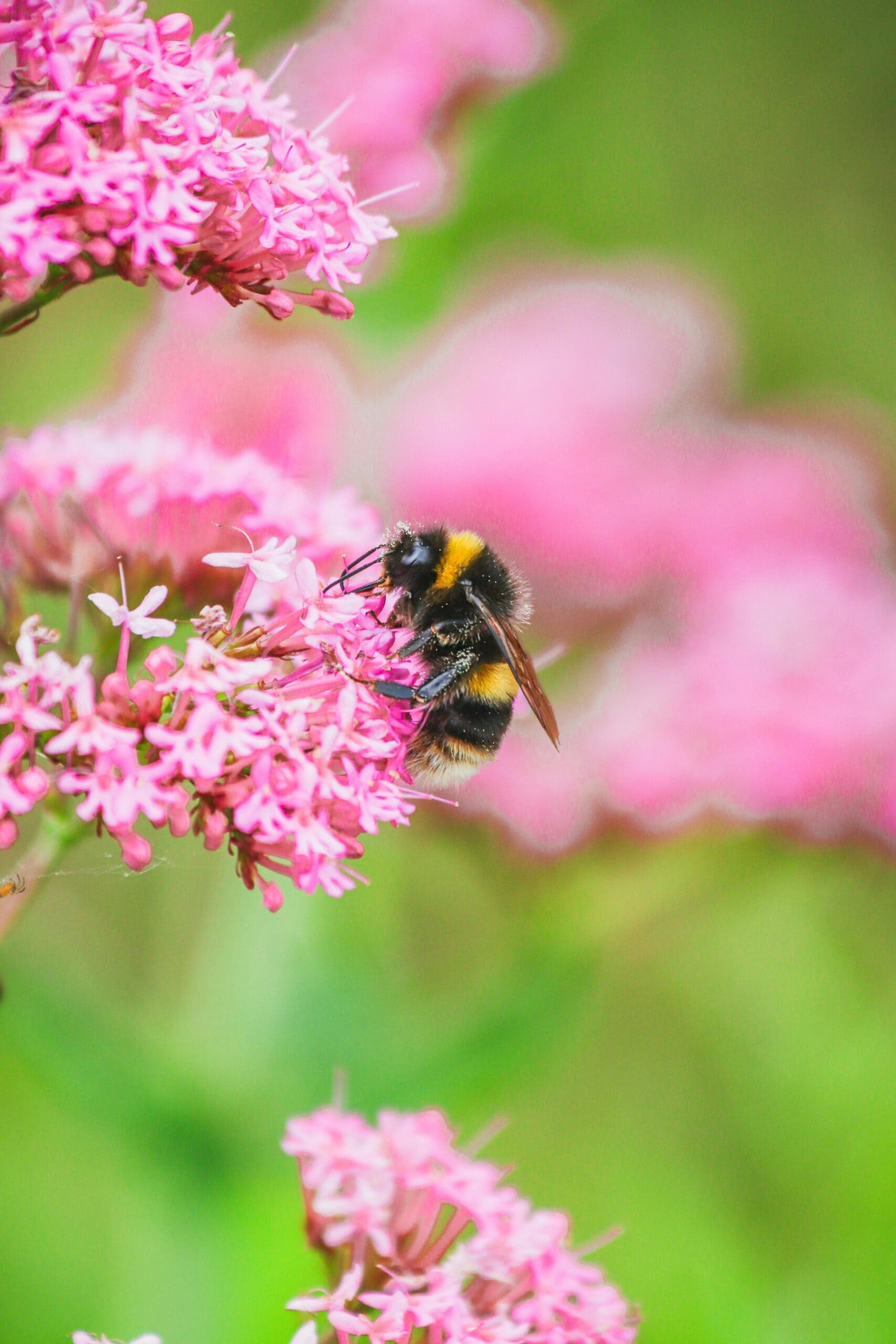 World Bee Day 2026: 10 Amazing Facts About Bees You Probably Didn’t Know