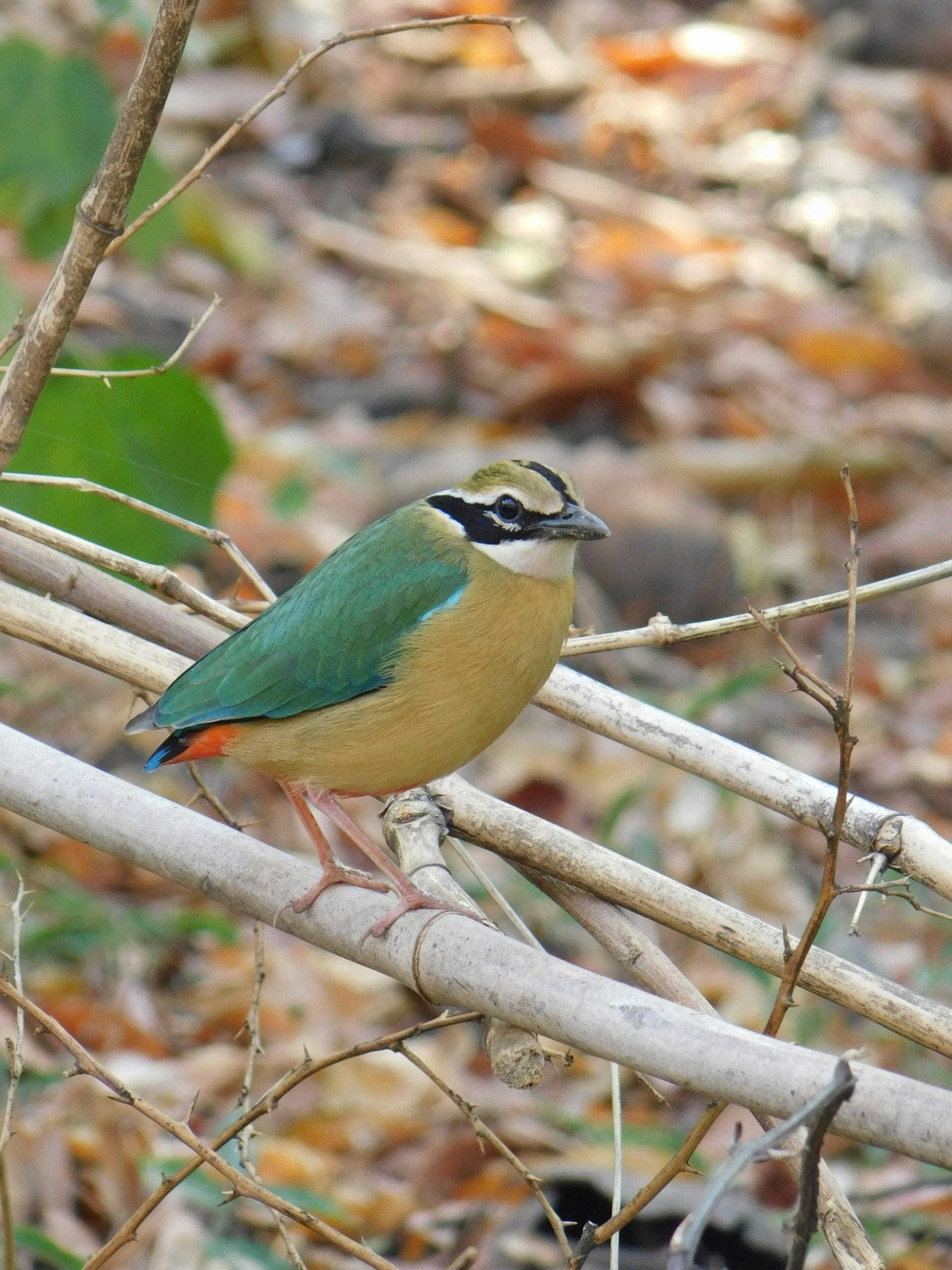 8 Bird Species You Are Likely To Spot In India In Summer