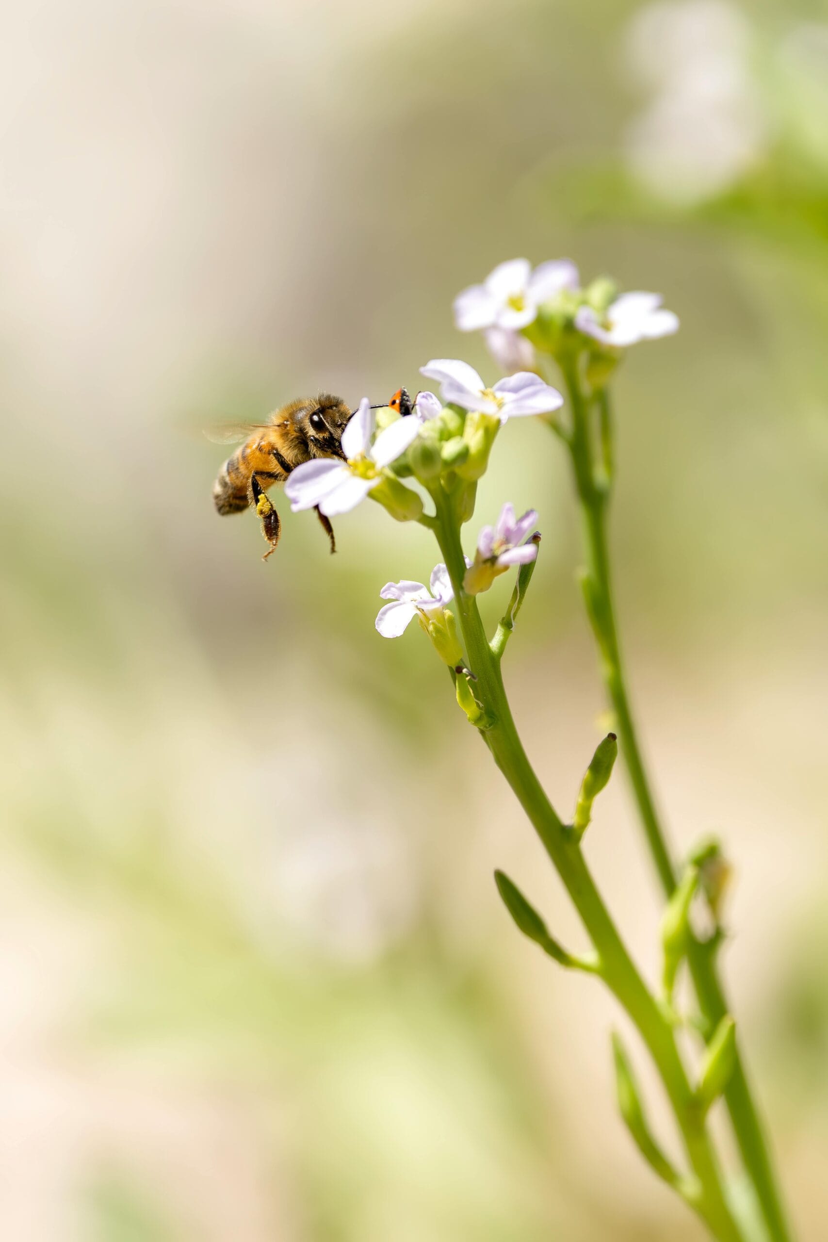 World Bee Day 2026: 10 Amazing Facts About Bees You Probably Didn’t Know
