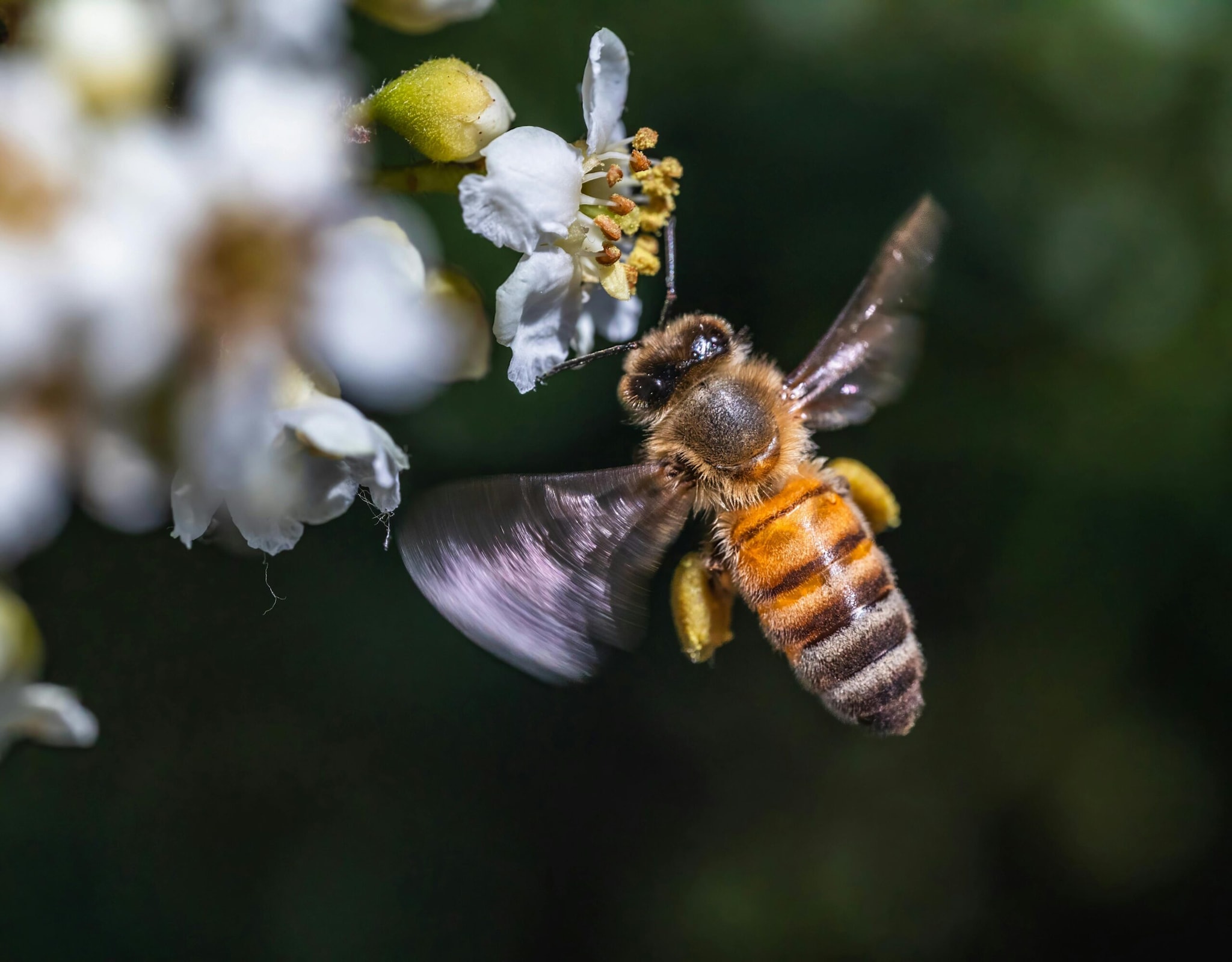 World Bee Day 2026: 10 Amazing Facts About Bees You Probably Didn’t Know