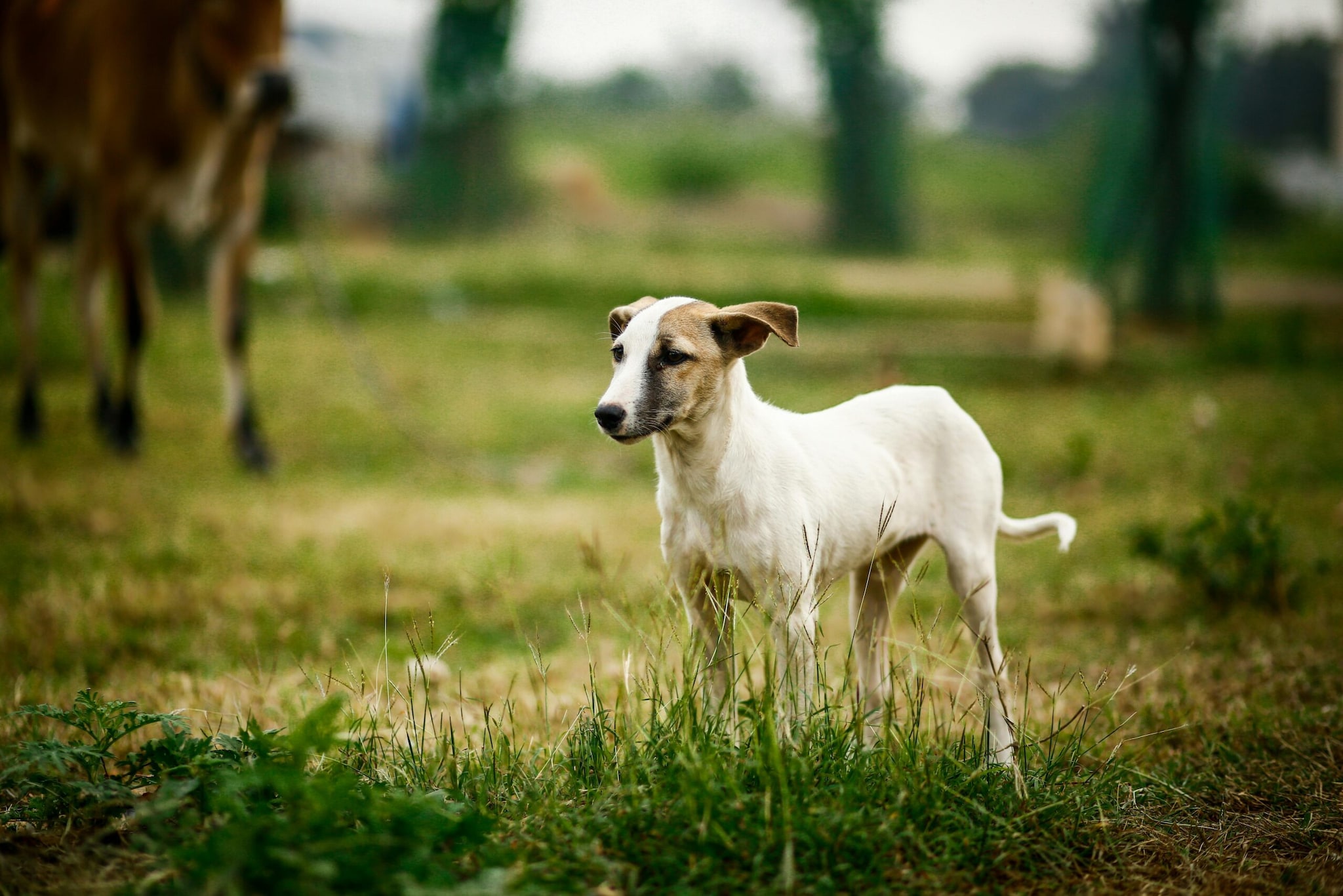 10 Cutest Dog Breeds Best For Indian Homes