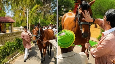 Meet 'Ashwa Magadhira': Raja Bhaiya's New Horse Whose Price Tag Could ...