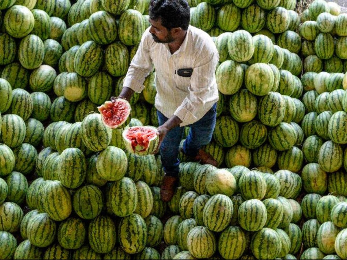 Mumbai Watermelon Deaths: Post-Mortem Drops A Bombshell — And It Has ...