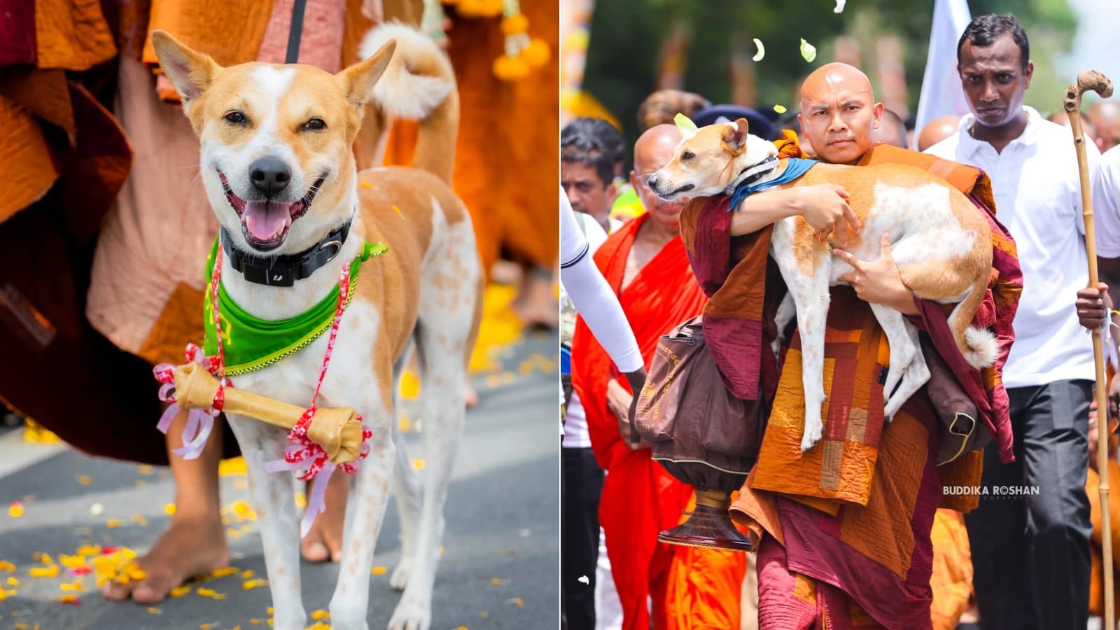 Meet The World's First Indian Rescue Dog Who Walked 2300 Miles Across ...