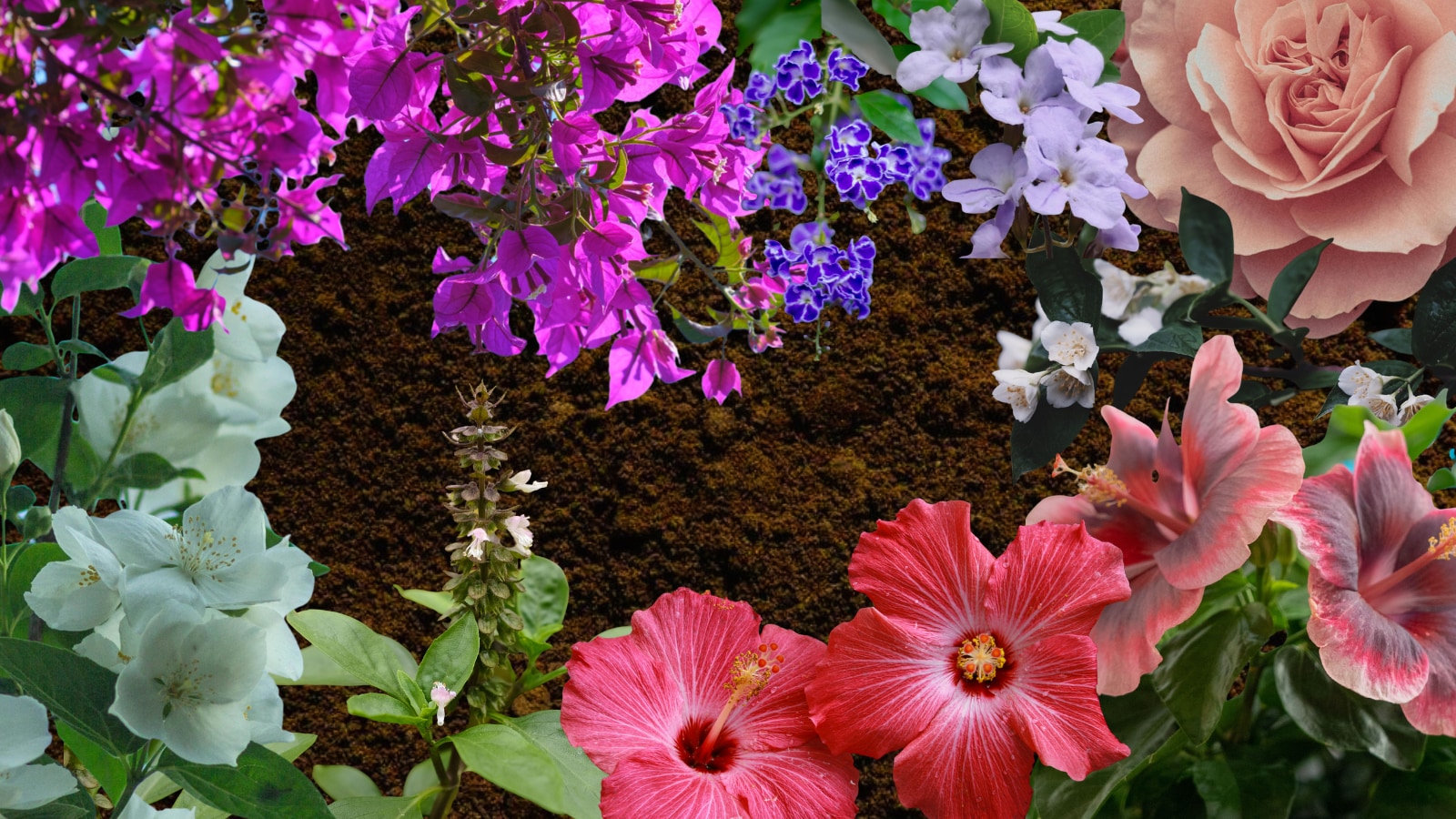 Give Your Garden A Monsoon Boost By Pruning These Plants This Month