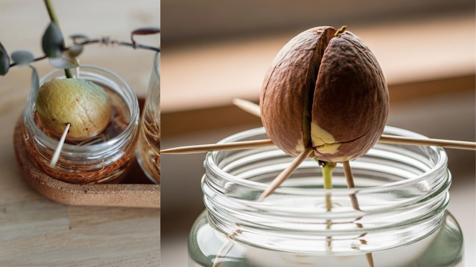 How to Grow Your Own Avocado Tree From A Seed At Home