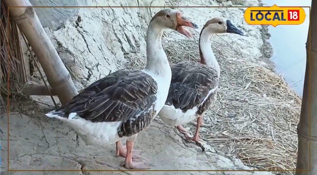 Rs 800 For An Egg? This Bihar Farmer's Unusual Swan Farming Business Is ...