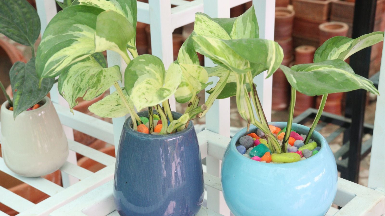 This ₹0 Gardening Trick Can Make Money Plants Bushier In Weeks