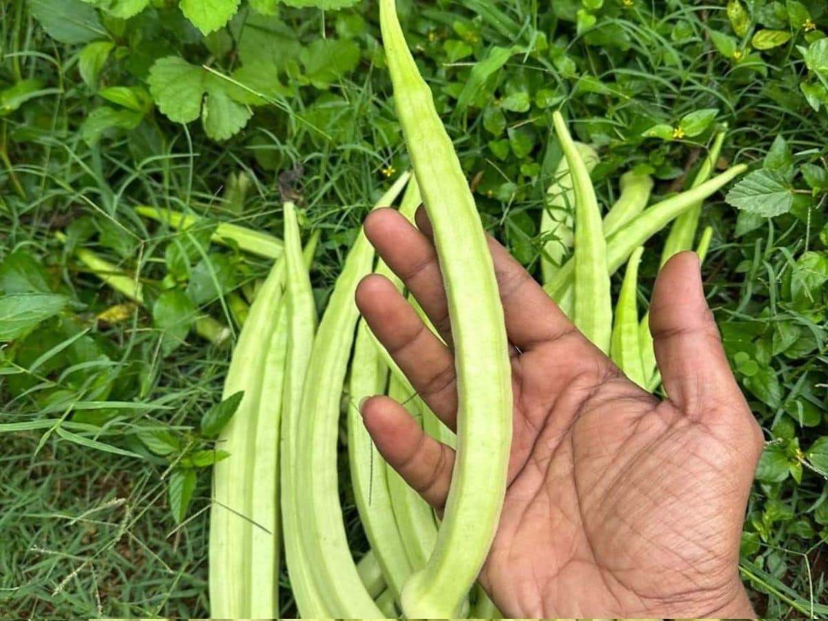 Meet The Karnataka Woman Who Is Bringing Withered Plants Back To Life ...