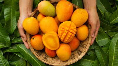 After Japan, Nepal Joins Indian Mango Import Ban Wagon: Why Is The ...